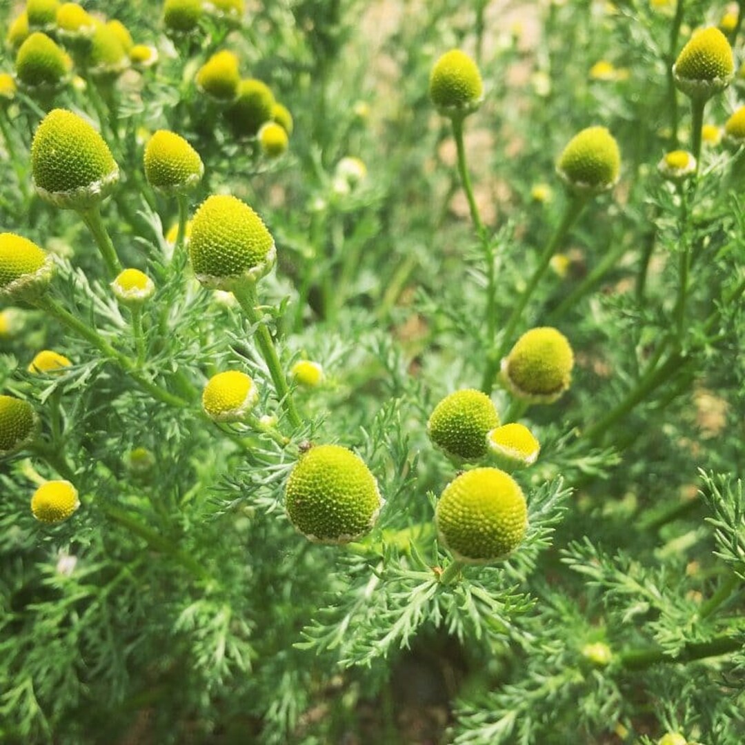 SEEDS Pineapple Weed Wild Chamomile 500+ Seeds - Etsy