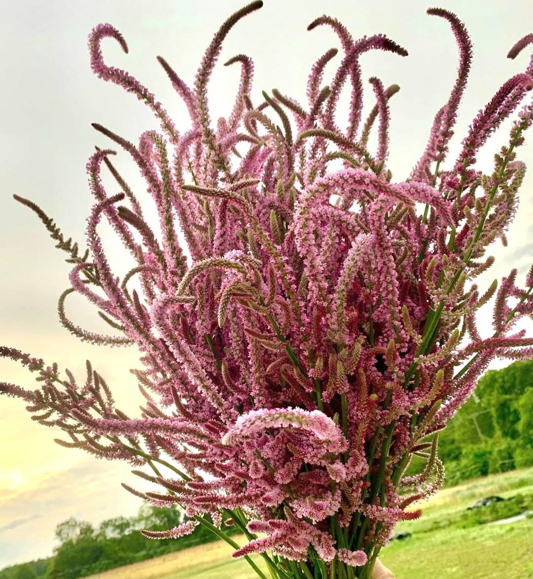 100 Seeds PINK POKERS Statice Limonium Surorowii, Rat Tail, Russian ...