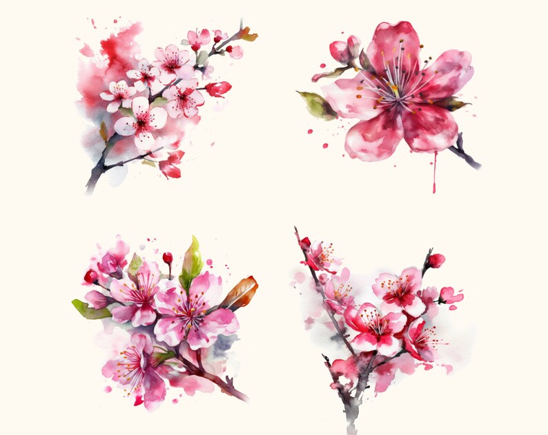 20 Watercolor Cherry Blossom Clipart, Transparent Background PNG ...