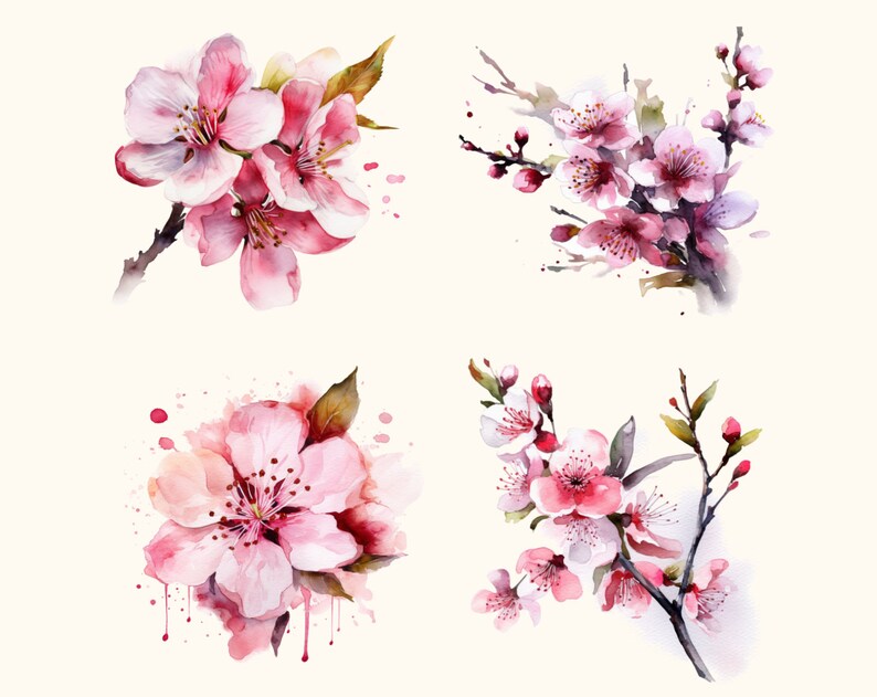 20 Watercolor Cherry Blossom Clipart, Transparent Background PNG ...