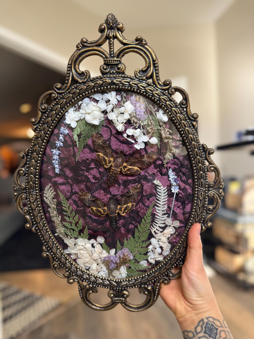 Real Death's Head Hawk Moths With Flowers in Vintage Ornate Convex ...