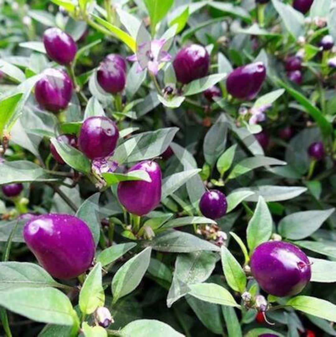 Filius Blue Pepper Seeds Scoville Score 40,000 to 50,000 Pepper Seed ...