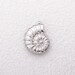 Stainless Steel & Gold Plated Conch Shell Charm, 18K Gold Plated Conch ...