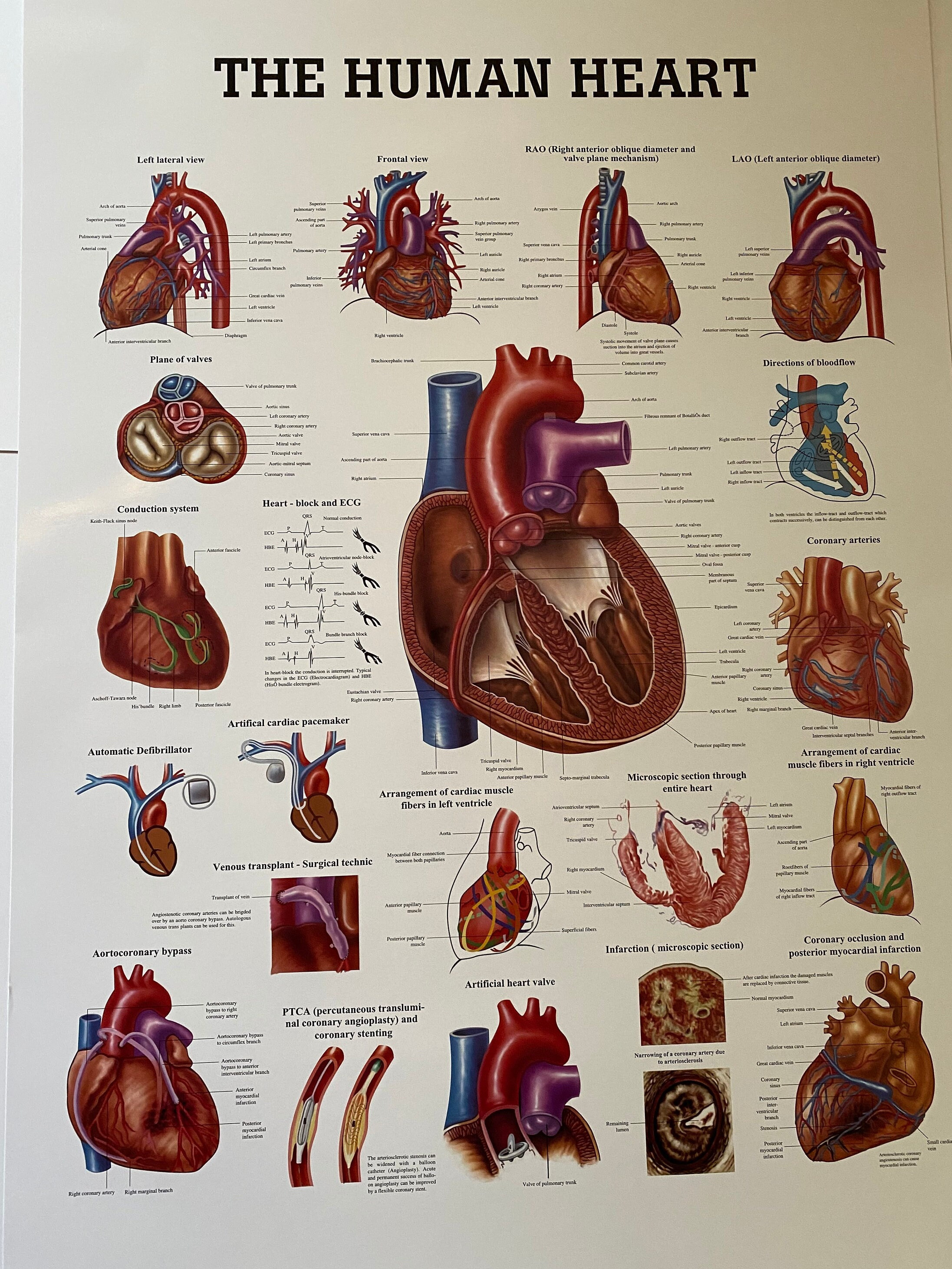 The Human Heart Anatomical Chart - Etsy