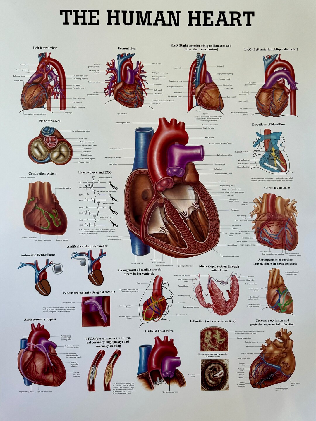The Human Heart Anatomical Chart - Etsy Australia