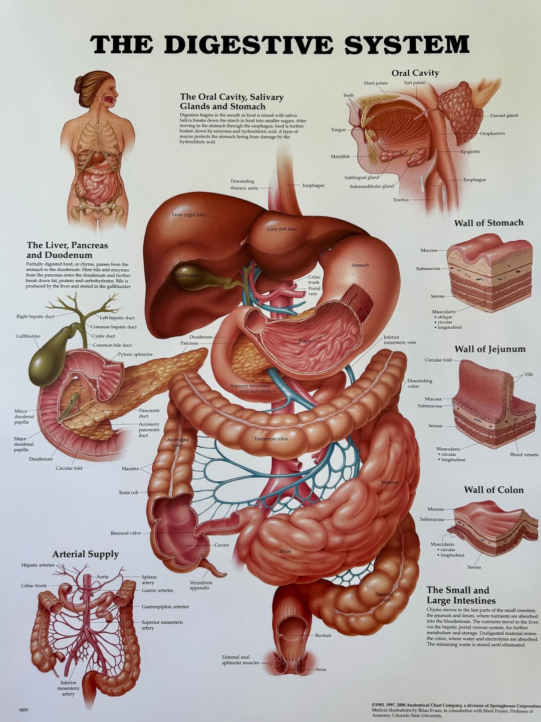 The Human Digestive System Anatomical Chart - Etsy Australia