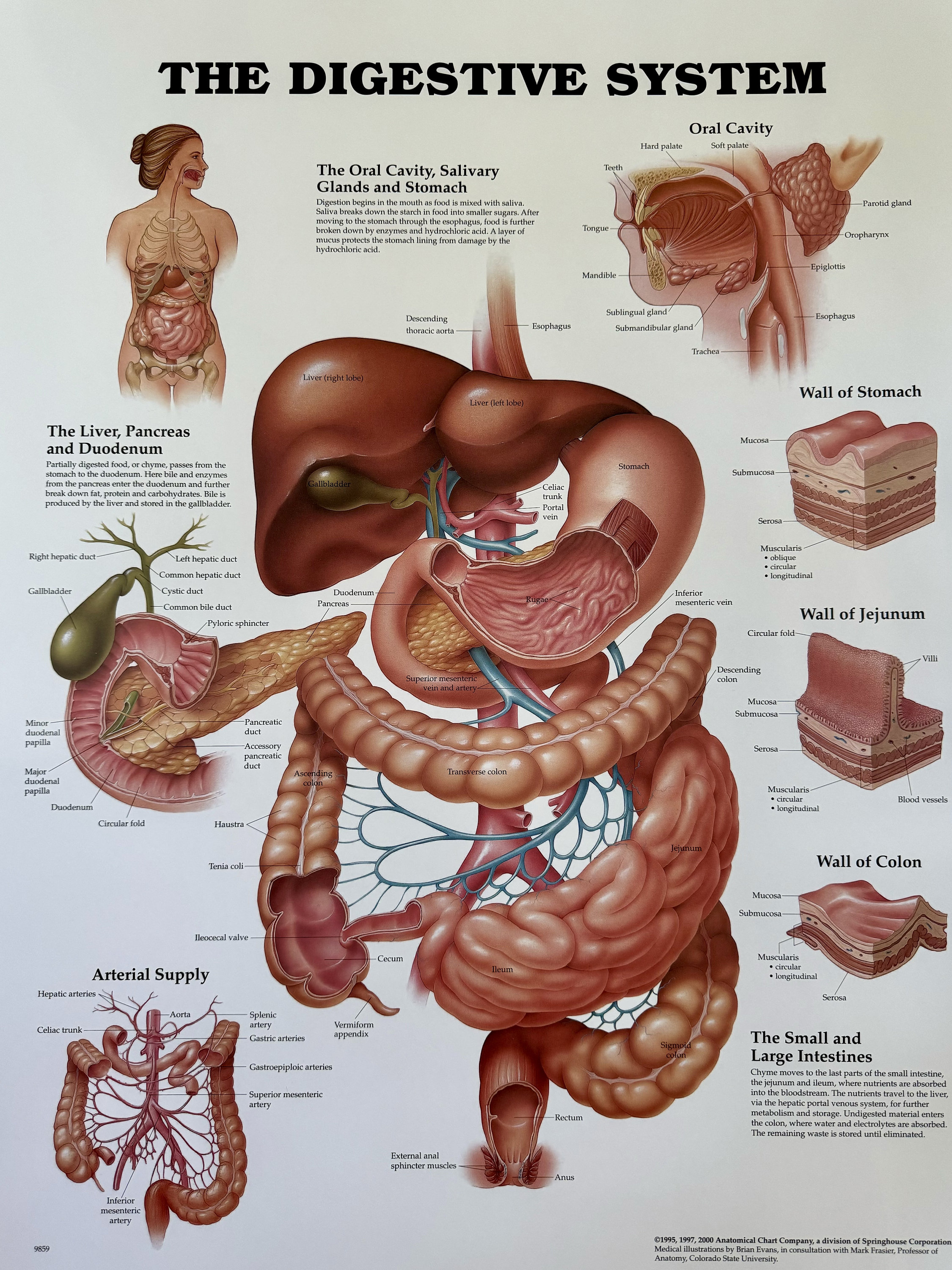 The Human Digestive System Anatomical Chart - Etsy Australia