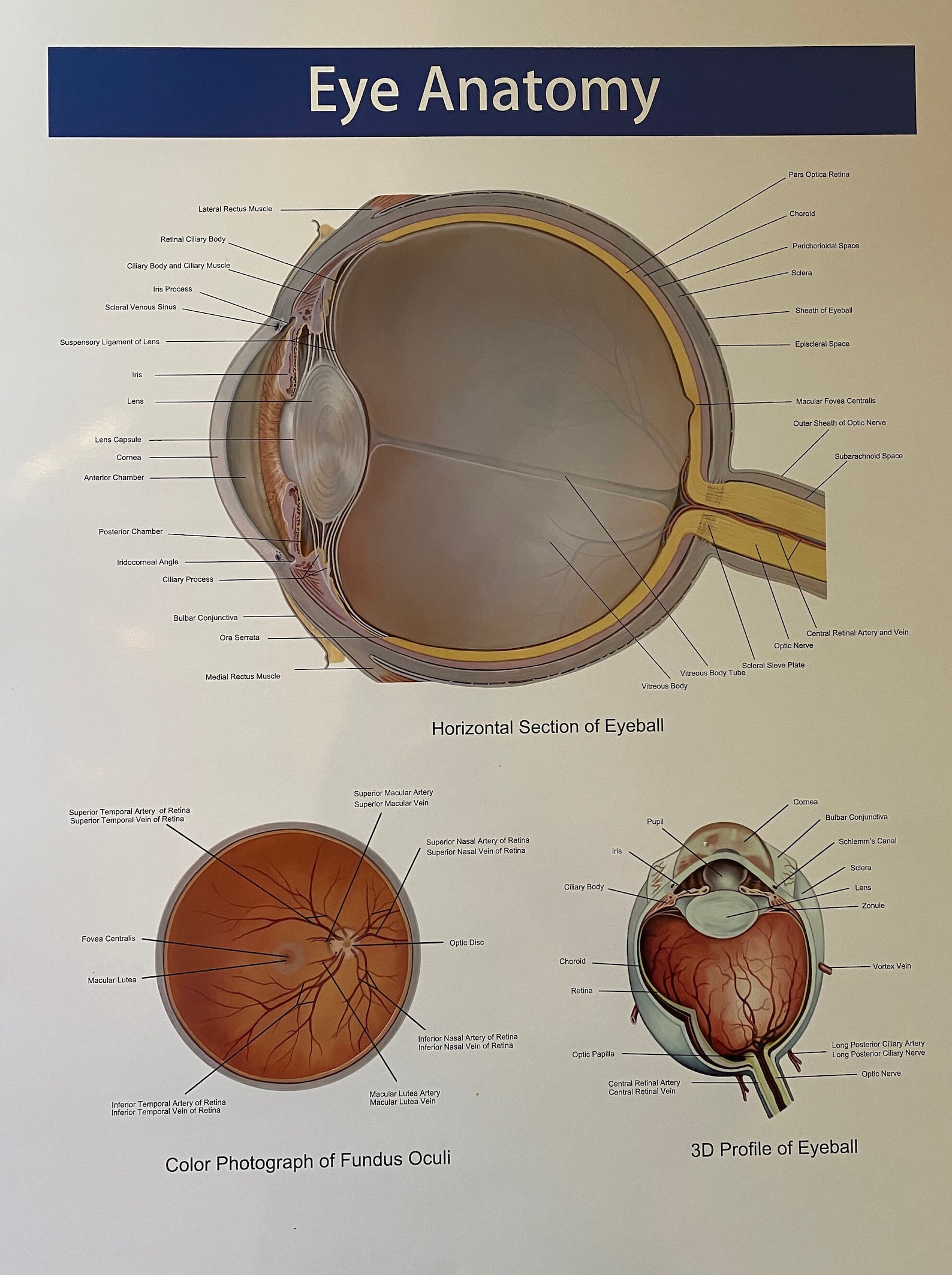 The Human Eye Anatomical Chart - Etsy