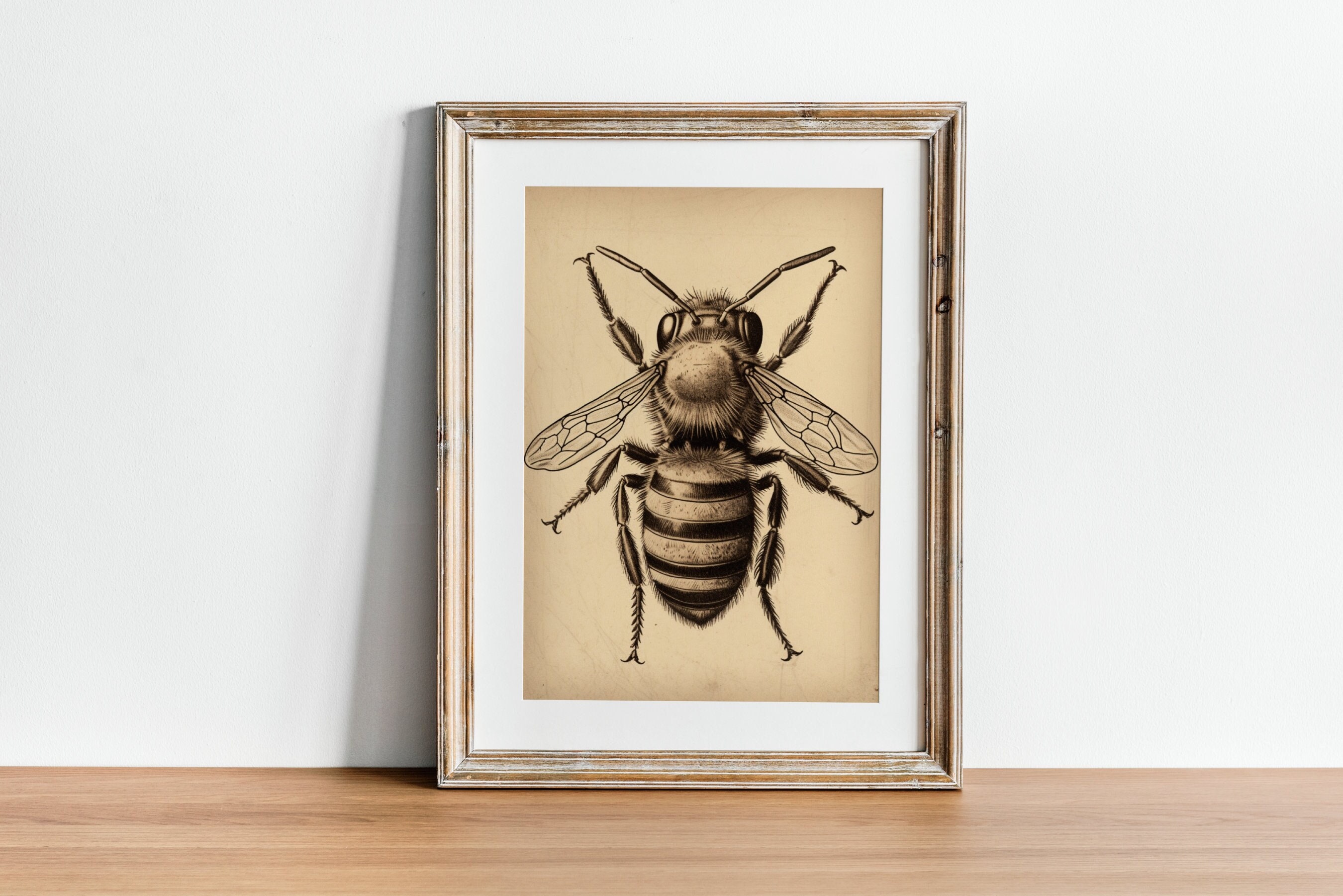 Vintage Bee Drawing
