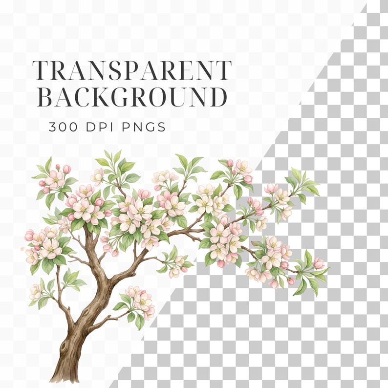 Apple Blossom Clipart, Watercolor Spring Floral PNG Graphics (digital ...