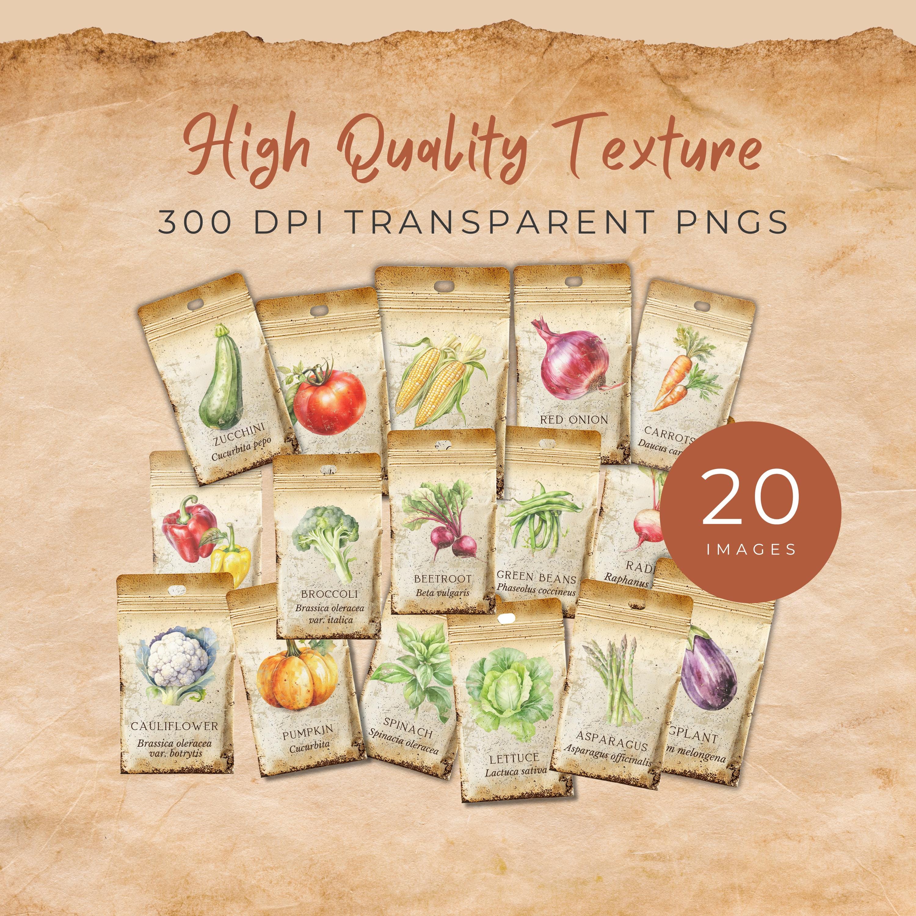 Vintage Seed Packet Clipart, Watercolor Vegetable Garden PNG Graphics ...
