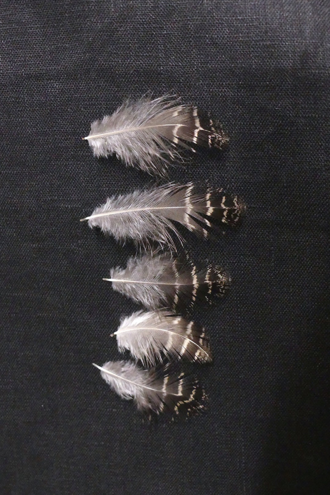30 Little Feathers With Wave Patterns Charcoal/silver 1 2 Cruelty Free ...