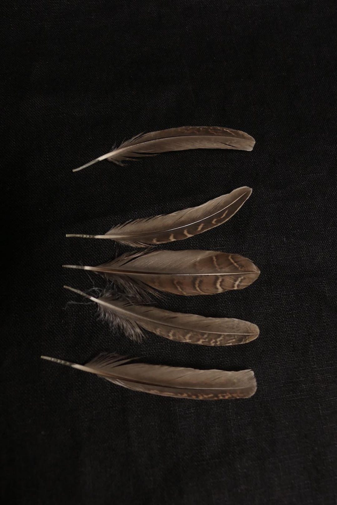 25 Naturally Shed Brown Wing Feathers With Beautiful Designs - 2.5 - 3 ...