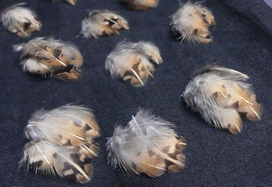 30 Naturally Shed Little Bronze and Black Feathers for Crafts and Decor ...