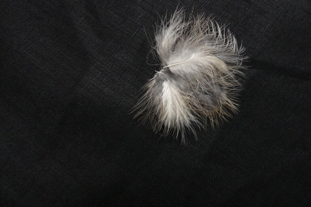 30 Naturally-shed Little Downy Fluffy Chestnut Silver Feathers | .75 ...