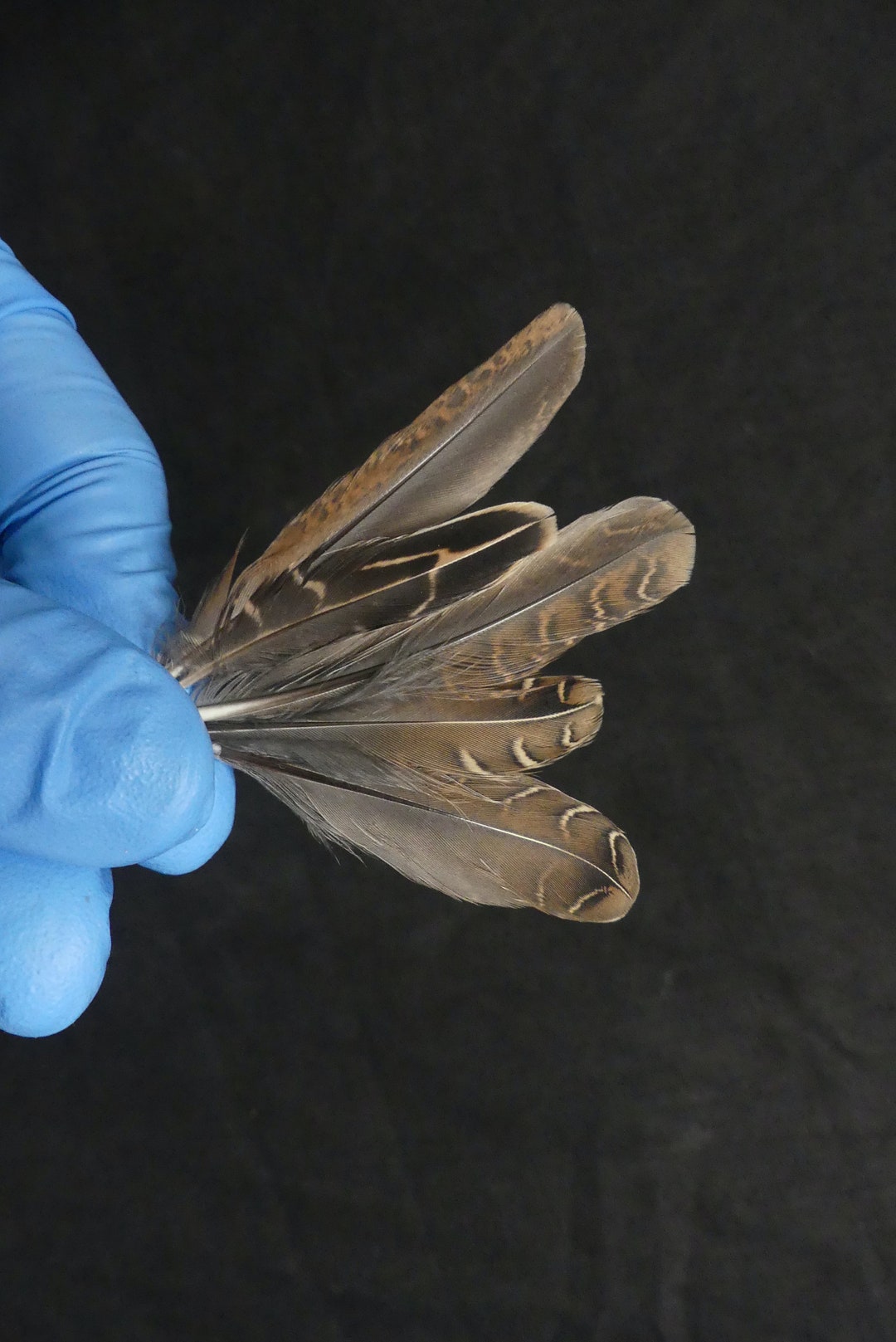 25 Chestnut Wing Feathers With Beautiful Designs 2 3 Naturally Shed ...