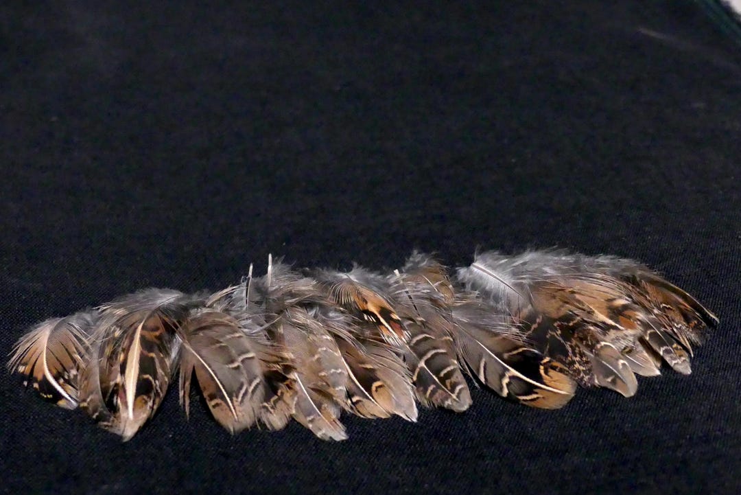 25 Beautiful Small Brown Feathers With Stunning Designs 1.5 - 2.5 ...
