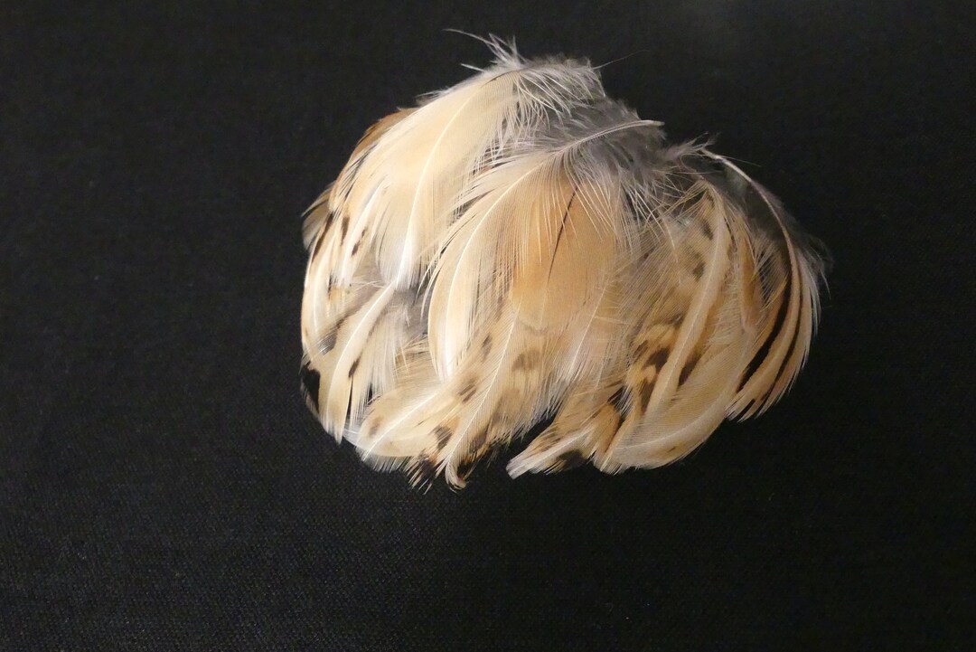 30 Naturally Shed Soft Peach Feathers for Crafts & Decor - 1.5 - 3 ...