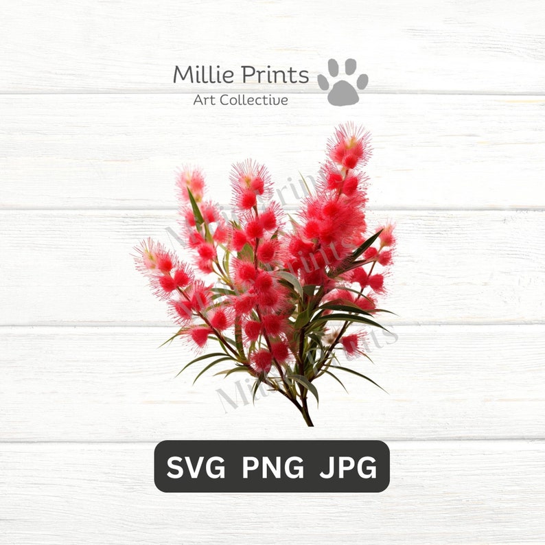 Bottle Brush SVG PNG Gift Cricut Native Flower Images Clipart Graphics ...