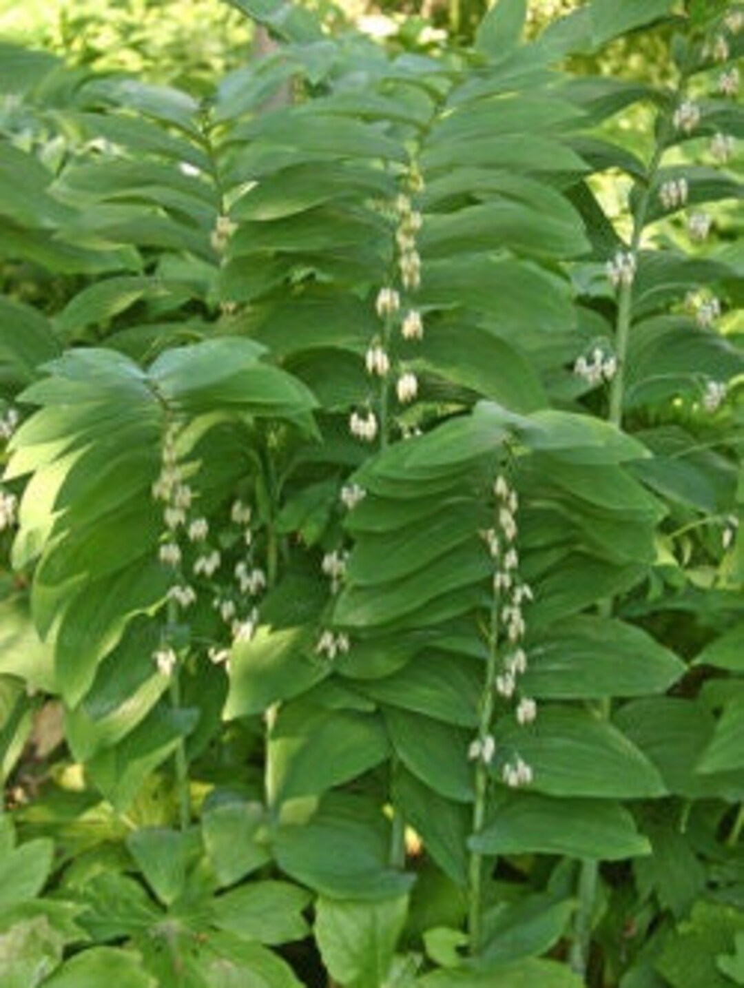 5 True Solomon Seal - Etsy