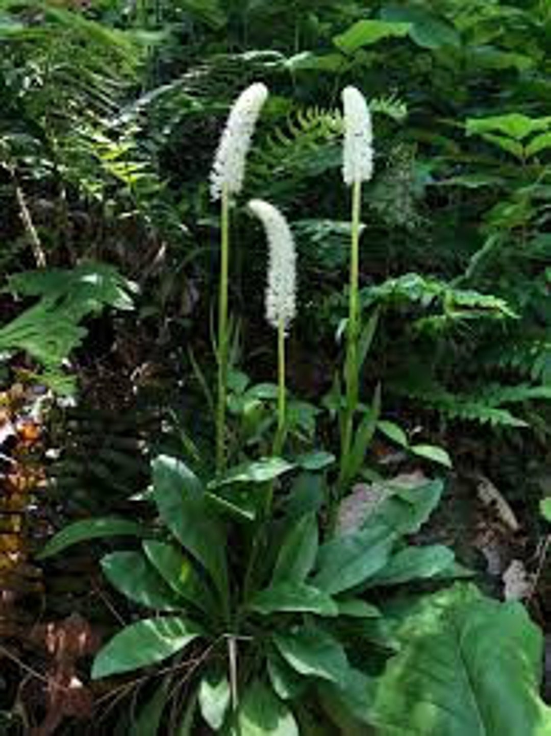 5 Unicorn Root Plants , Star Grub , Fairy Wand , Devil Bit - Etsy