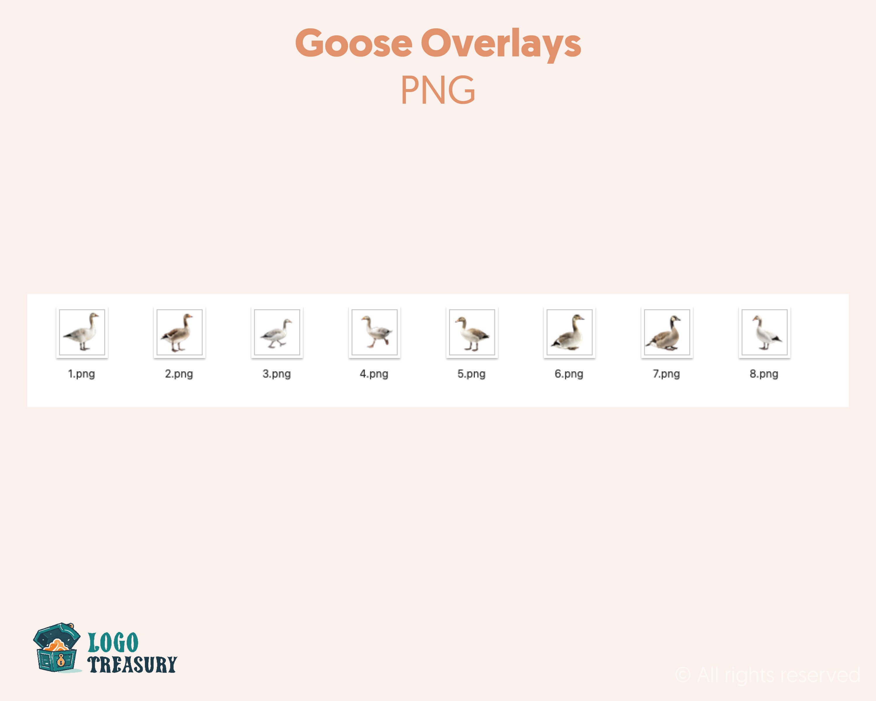 8 Goose Overlays - Geese Overlays - PNG - Cliparts - Scrapbooking ...