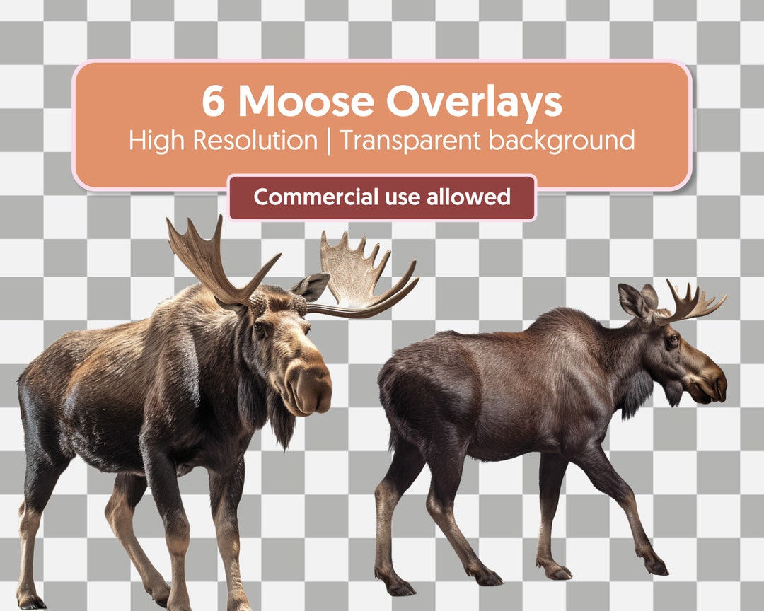6 Moose Overlays - Stickers - PNG - Clipart - No Background - Etsy