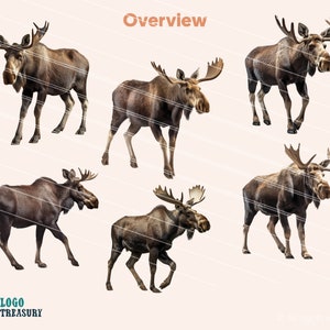 6 Moose Overlays - Stickers - PNG - Clipart - No Background - Etsy