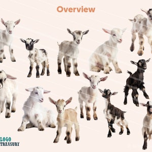 12 Baby Goat Overlays - PNG - No Background - Scrapbooking - Etsy