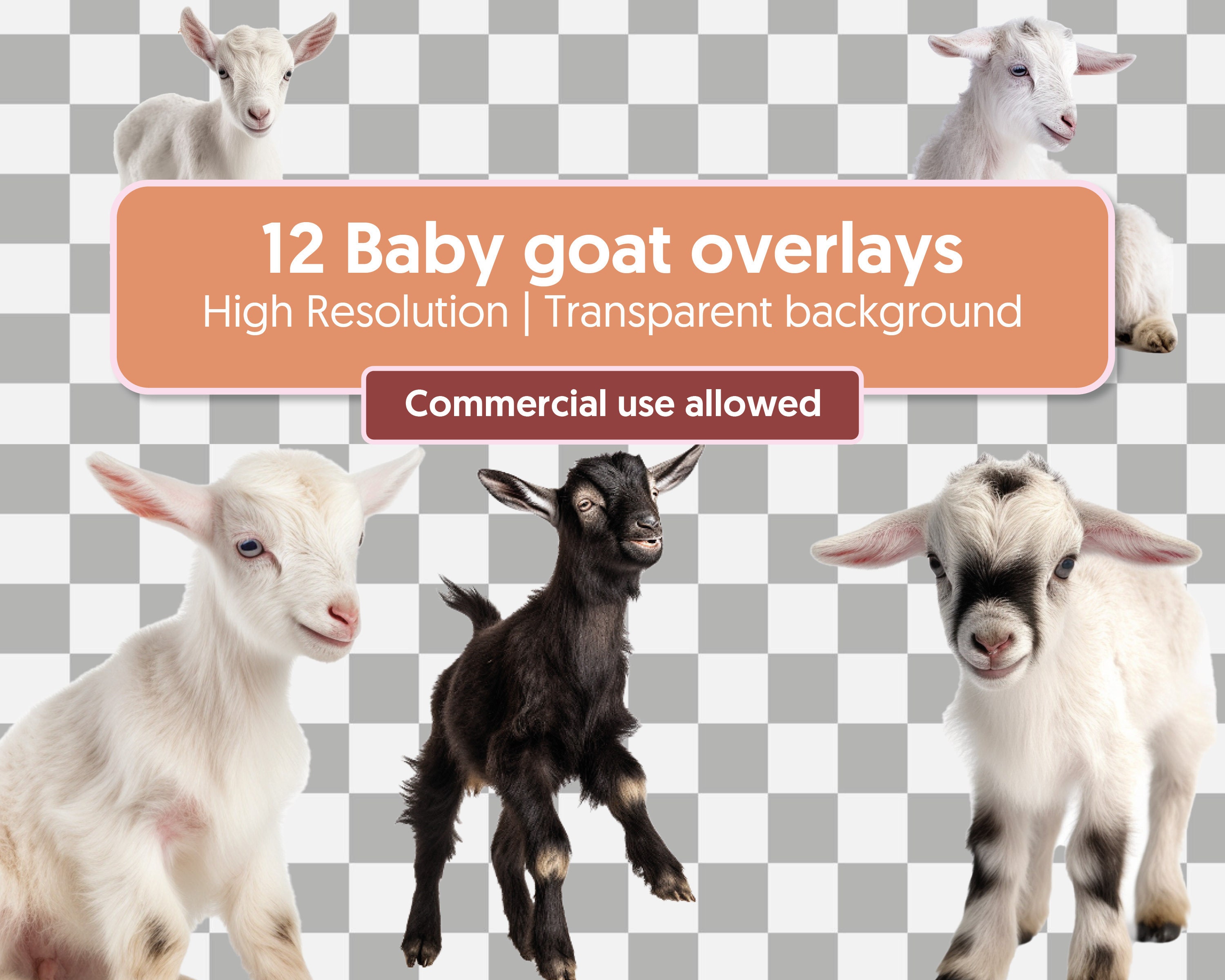 12 Baby Goat Overlays - PNG - No Background - Scrapbooking - Etsy