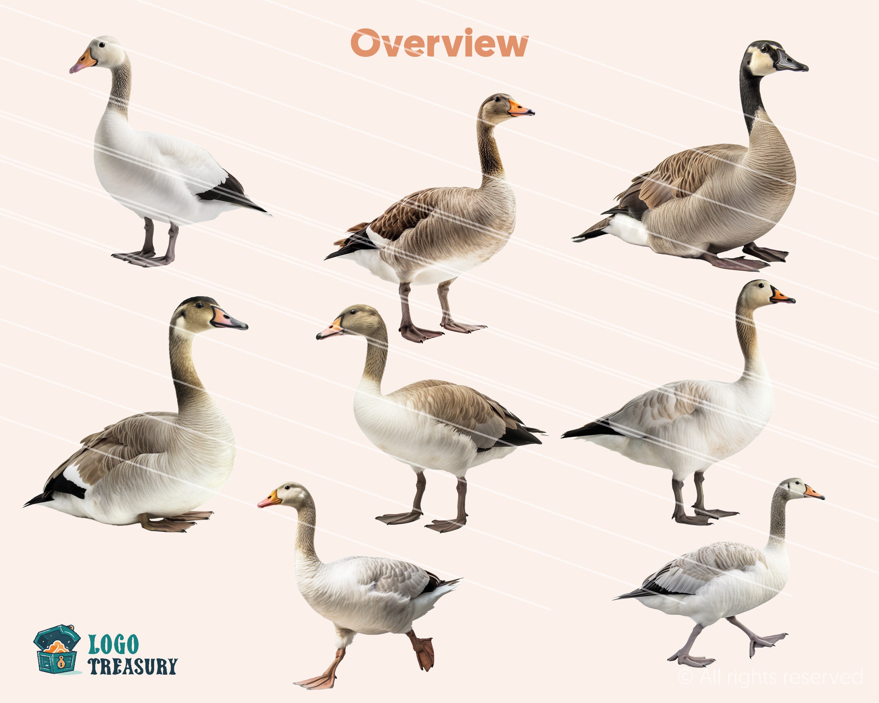 8 Goose Overlays - Geese Overlays - PNG - Cliparts - Scrapbooking ...