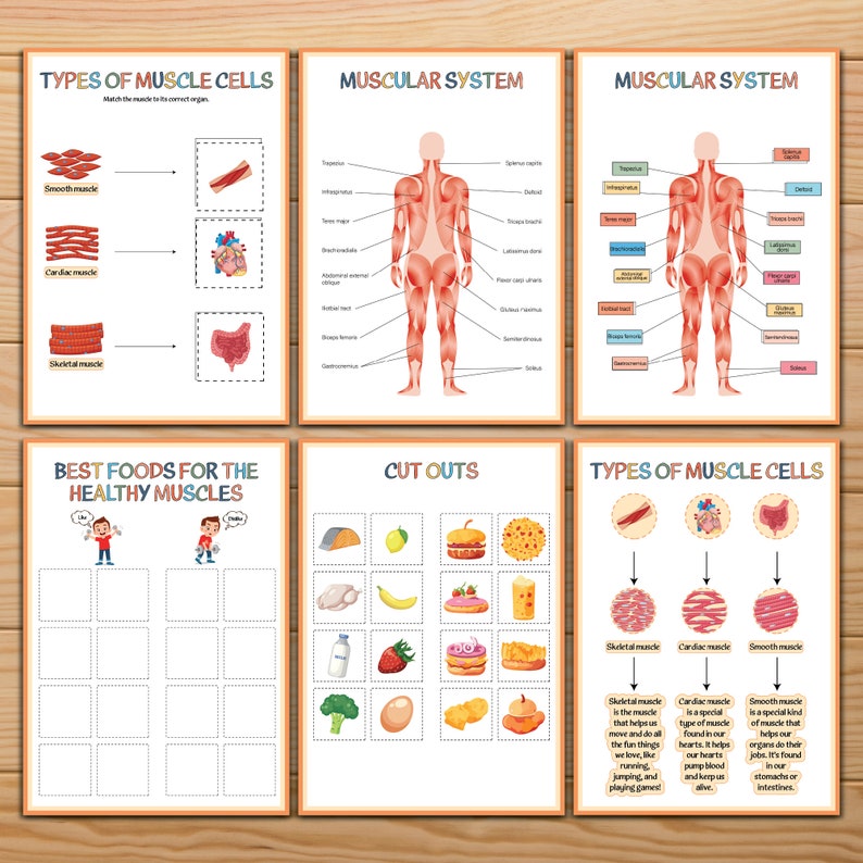 Muscular System Learning Bundle Human Anatomy Art Activity About Me ...