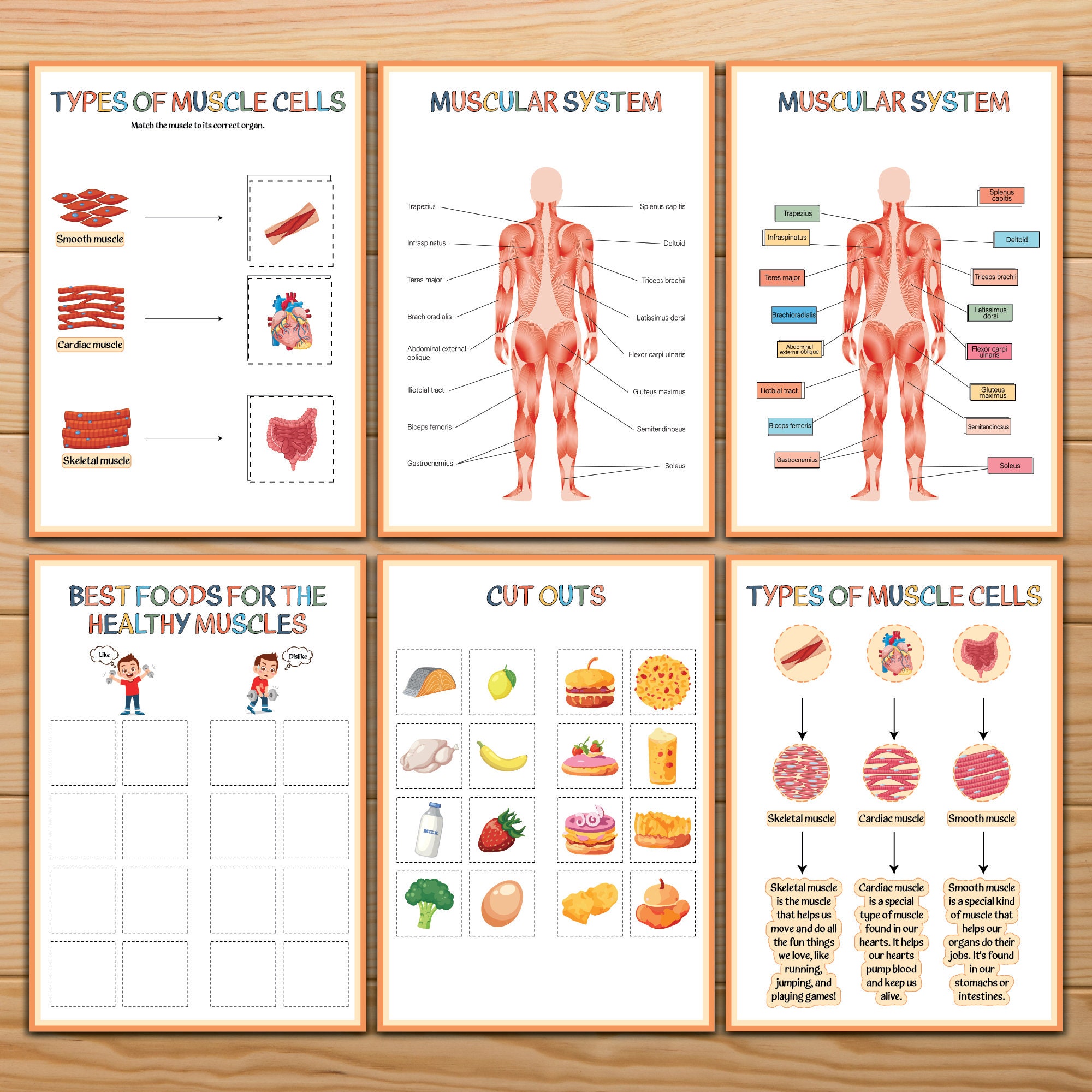 Muscular System Learning Bundle Human Anatomy Art Activity About Me ...
