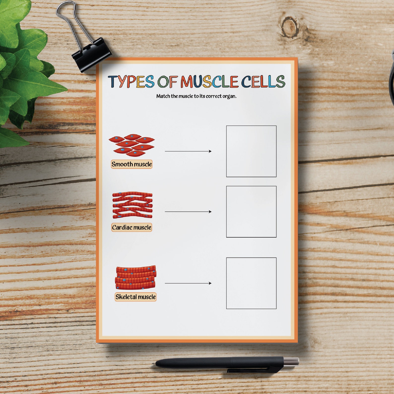 Muscular System Printable Bundle: Anatomy Learning Activity (PDF) - Etsy