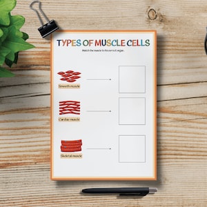 Muscular System Learning Bundle | Human Anatomy Art Activity | About Me ...