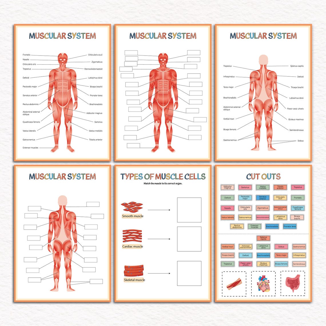 Muscular System Printable Bundle: Anatomy Learning Activity (PDF) - Etsy