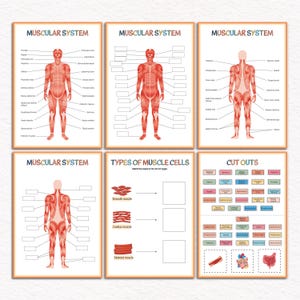 Muscular System Learning Bundle | Human Anatomy Art Activity | About Me ...