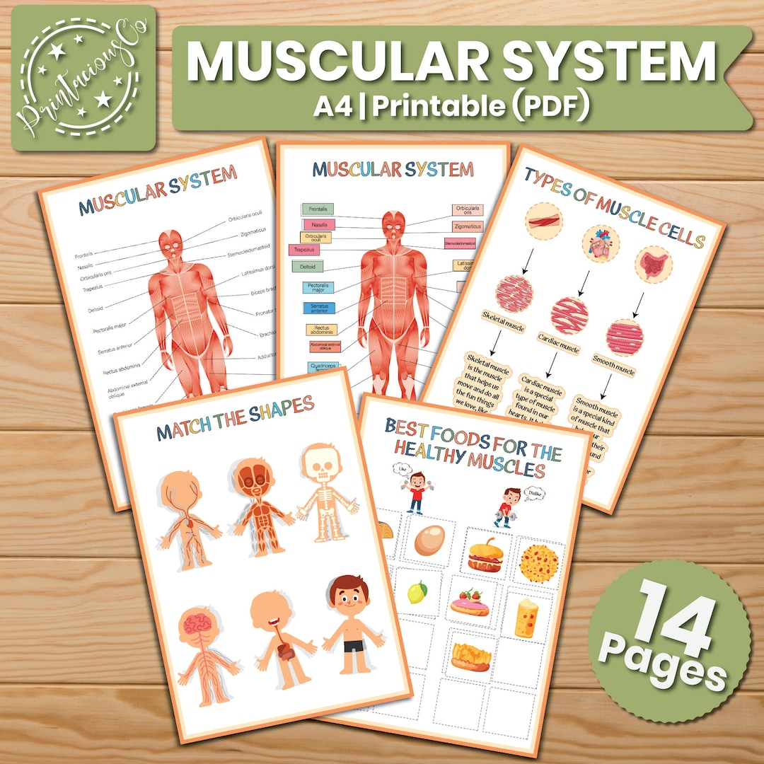 Muscular System Learning Bundle Human Anatomy Art Activity About Me ...