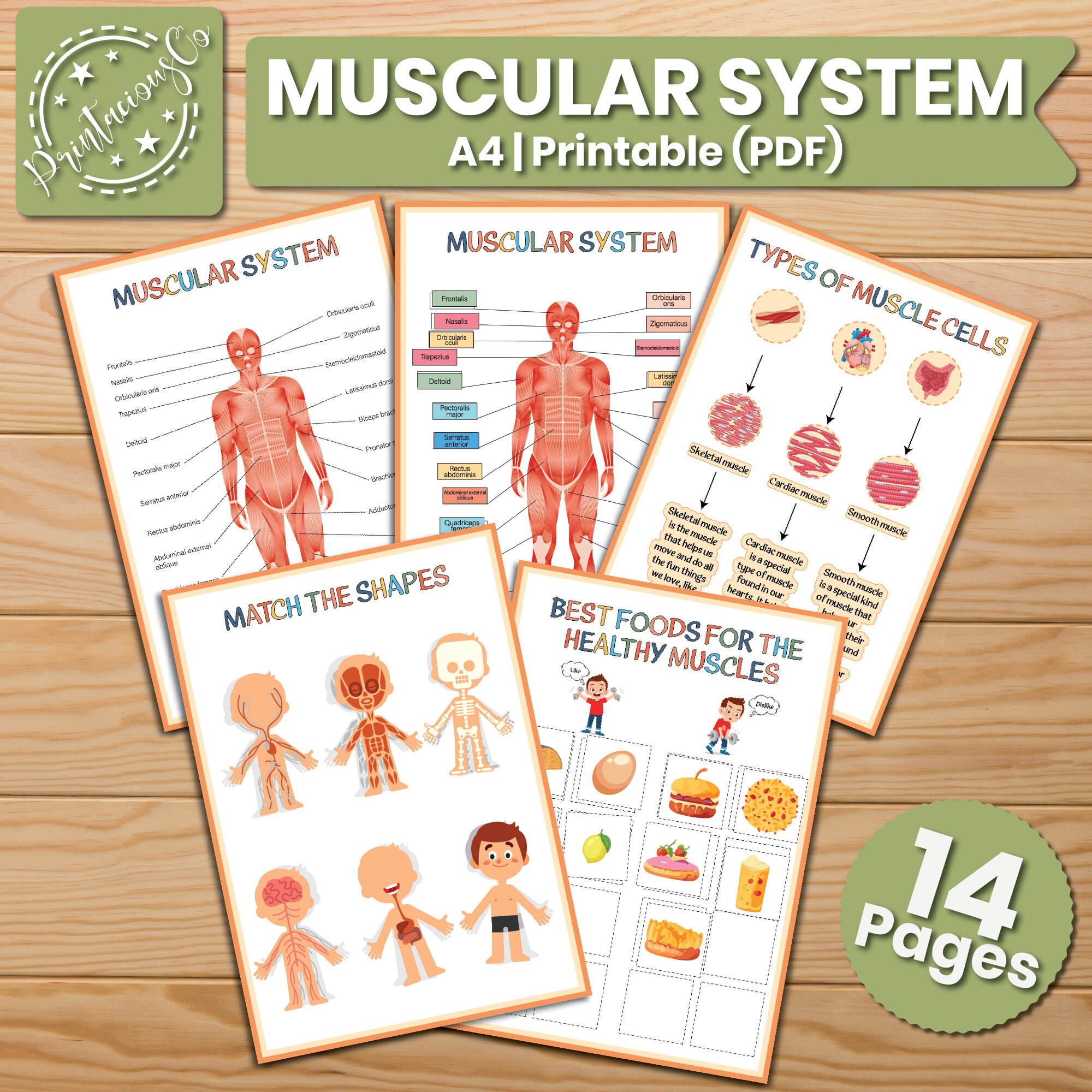 Muscular System Learning Bundle Human Anatomy Art Activity About Me ...