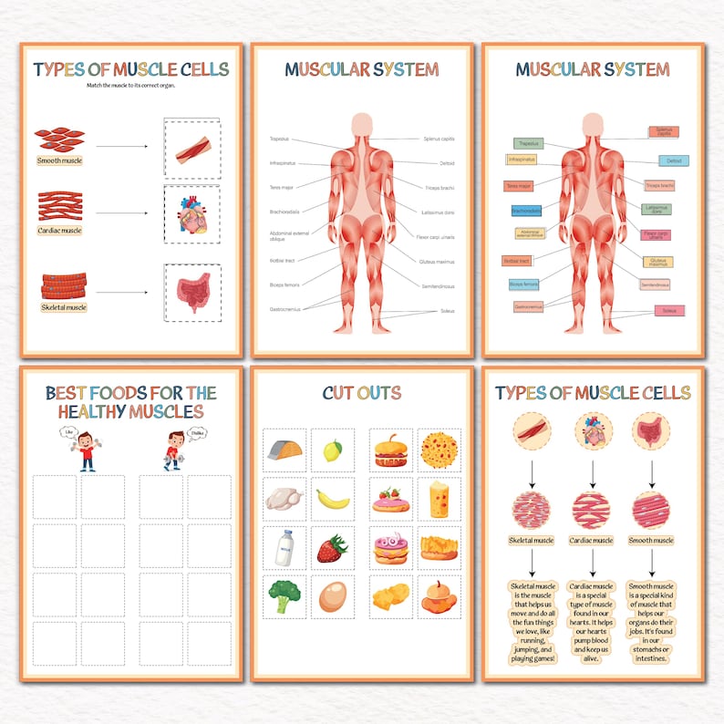 Muscular System Printable Bundle: Anatomy Learning Activity (PDF) - Etsy