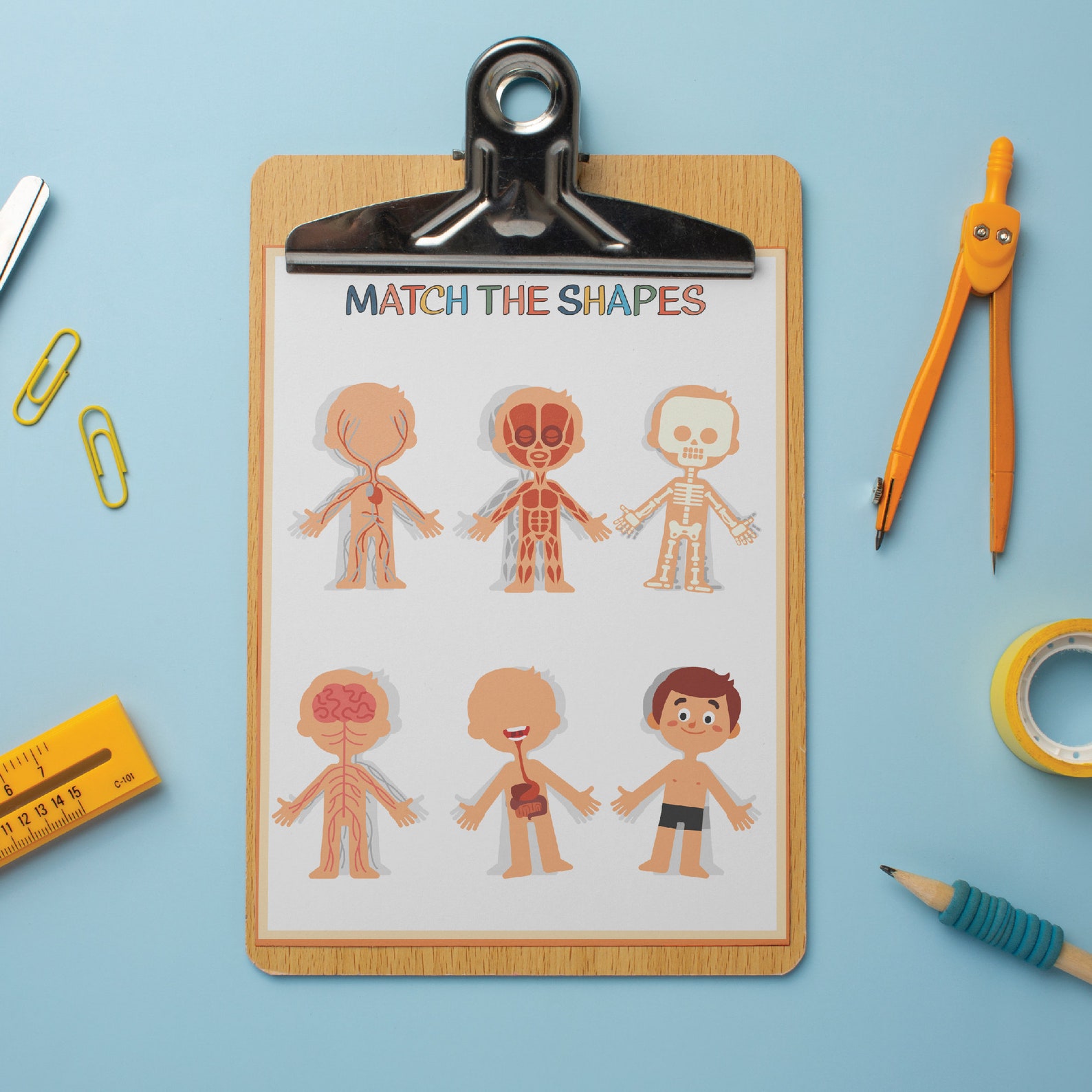 Muscular System Printable Bundle: Anatomy Learning Activity (PDF) - Etsy