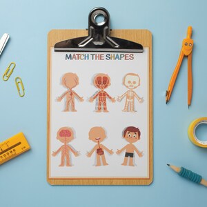 Muscular System Learning Bundle | Human Anatomy Art Activity | About Me ...