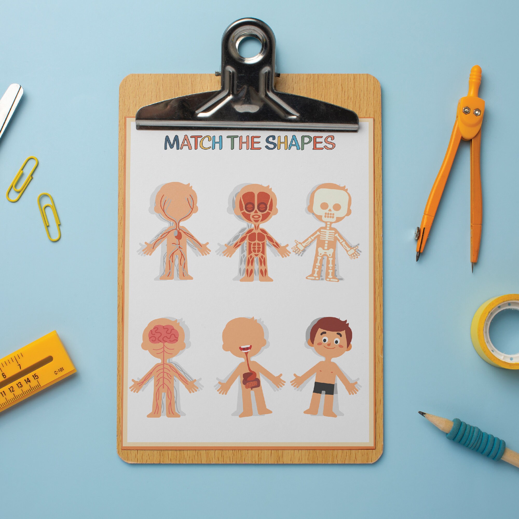 Muscular System Learning Bundle Human Anatomy Art Activity About Me ...