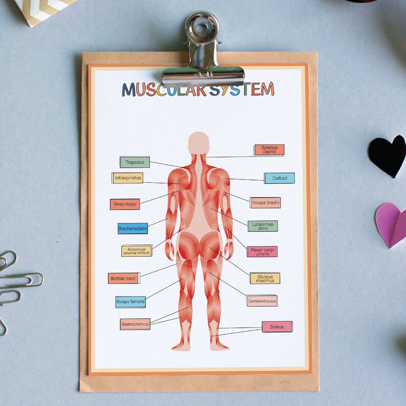 Muscular System Learning Bundle Human Anatomy Art Activity About Me ...