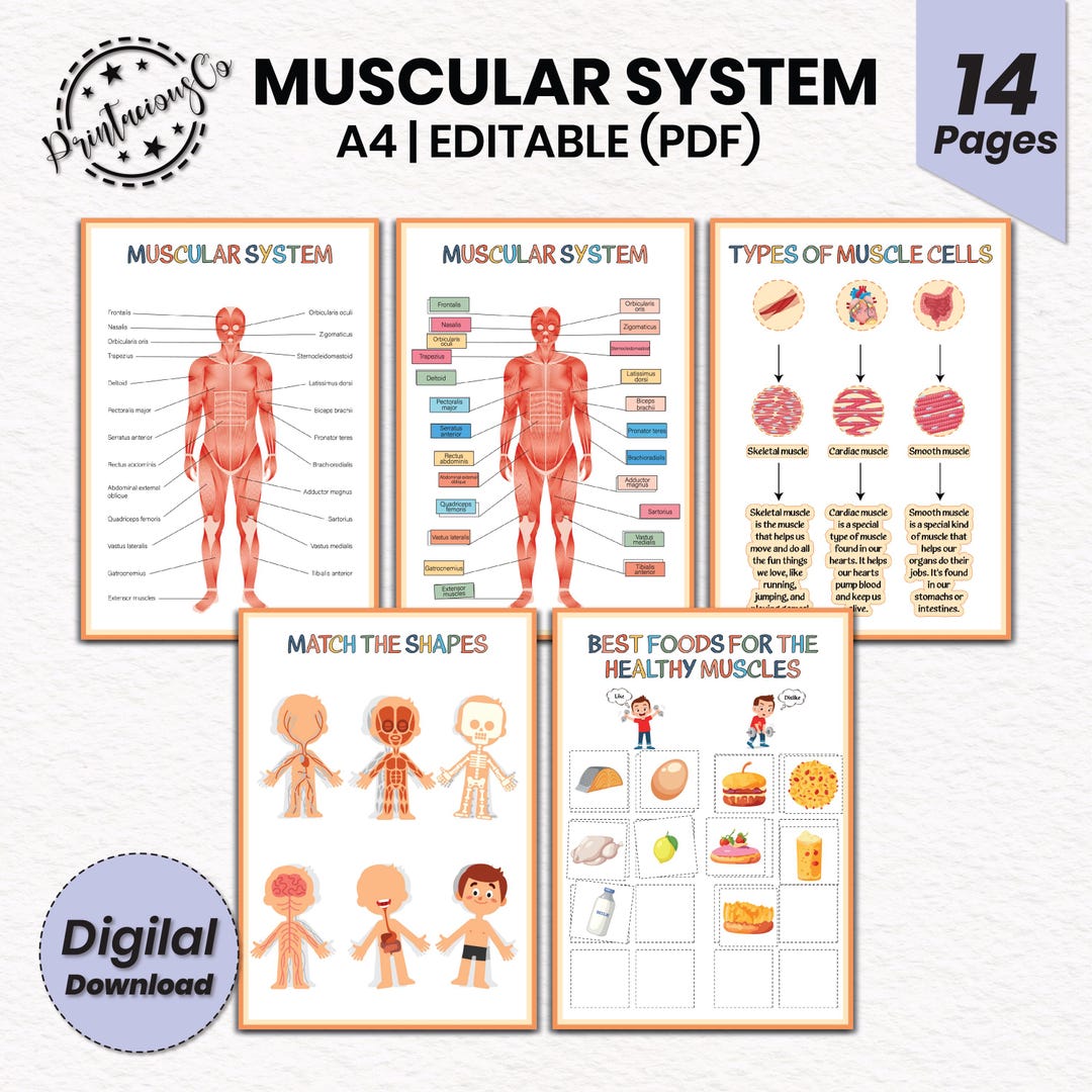 Muscular System Learning Bundle | Human Anatomy Art Activity | About Me ...