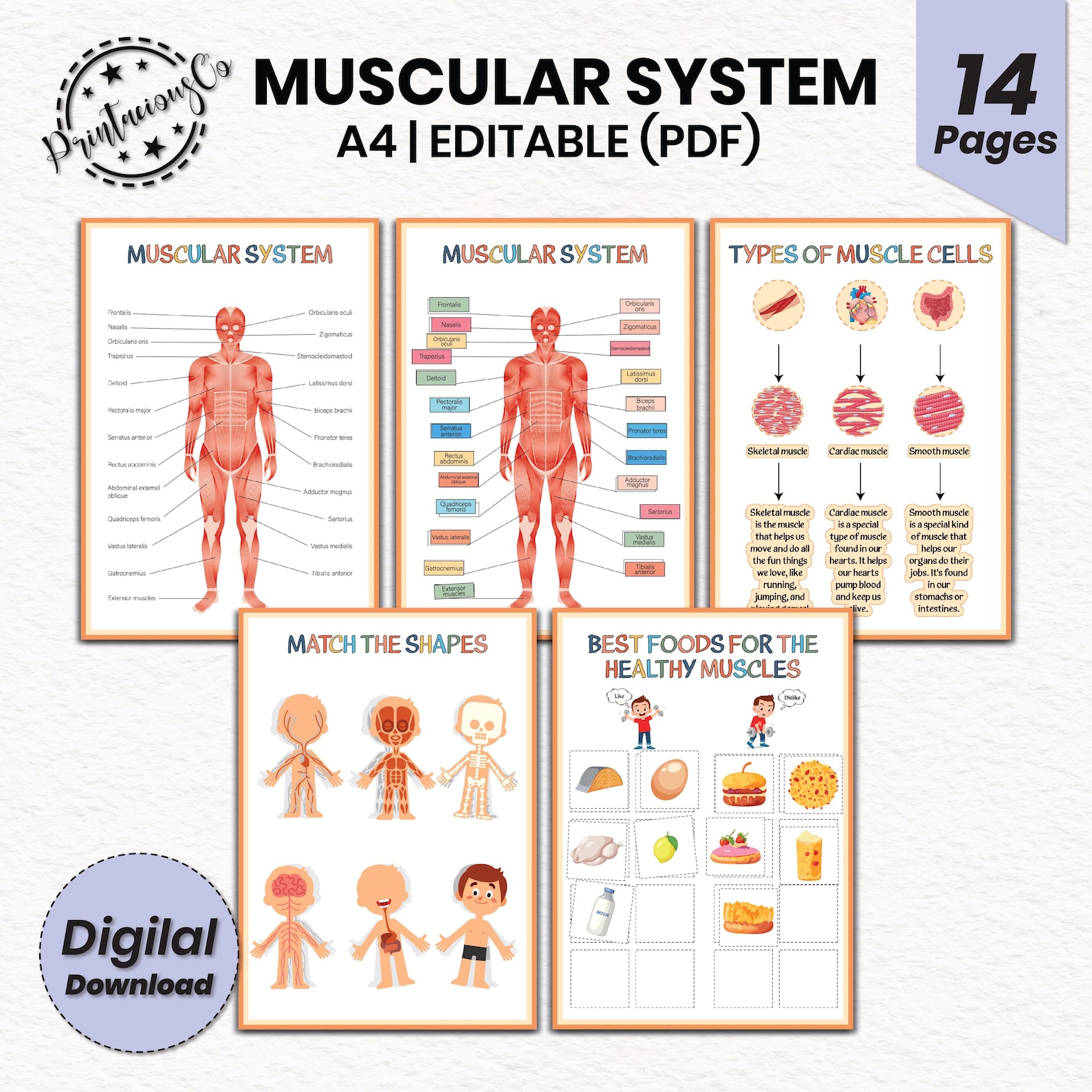 Muscular System Printable Bundle: Anatomy Learning Activity (PDF) - Etsy