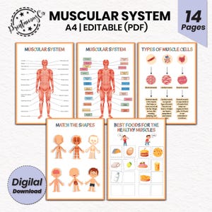 Muscular System Learning Bundle | Human Anatomy Art Activity | About Me ...