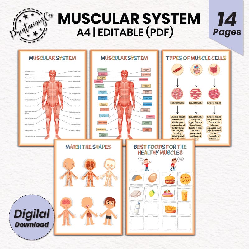 Muscular System - Etsy
