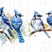 Watercolor Blue Jays Printable Wall Art, Digital Download, Blue Jay ...