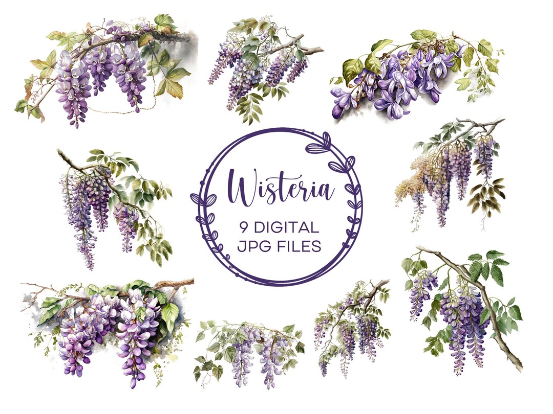 Wisteria Watercolor Clipart, Purple Flowers Clipart, Watercolor Clipart ...